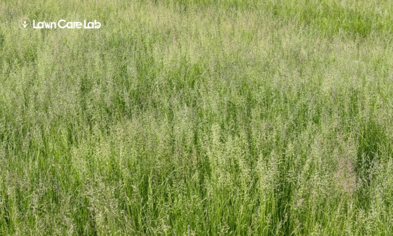 A Guide To Growing Tall Fescue Grass In Your Garden Lawn Care Lab