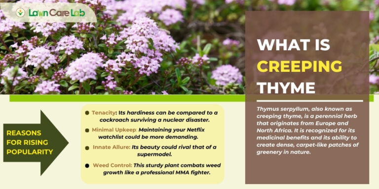 Creeping Thyme and Pets: A Definitive Safety Guide for Dog and Cat ...