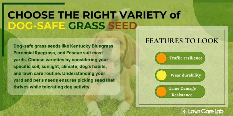 Guide to Dog-Friendly Grass Seed: Keep Your Yard Green and Safe for ...
