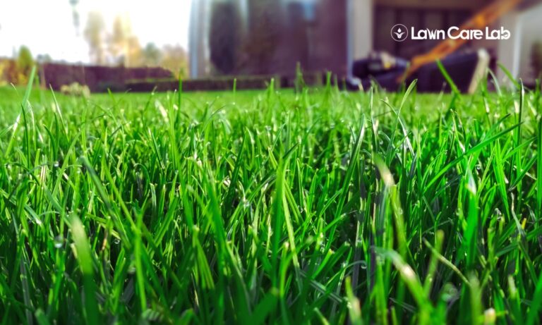 How to Revive Your Lawn in Spring: Complete Guide to Bring It Back to Life