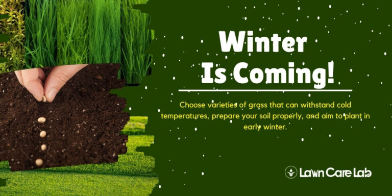 Complete Guide on Growing and Caring for Grass in Winter - Lawn Care Lab
