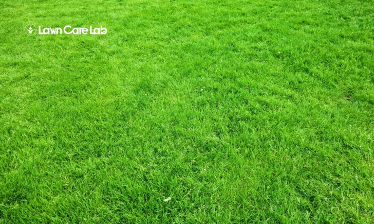 How to Grow a Lush Oasis Lawn in California’s Hot Central Valley - Lawn ...