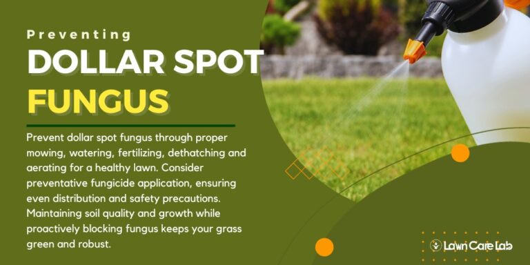 Preventing and Treating Dollar Spot Fungus in Lawn - Lawn Care Lab