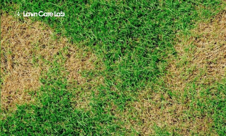 Stop Lawn Rust in Its Tracks: Prevention and Treatment Tips - Lawn Care Lab
