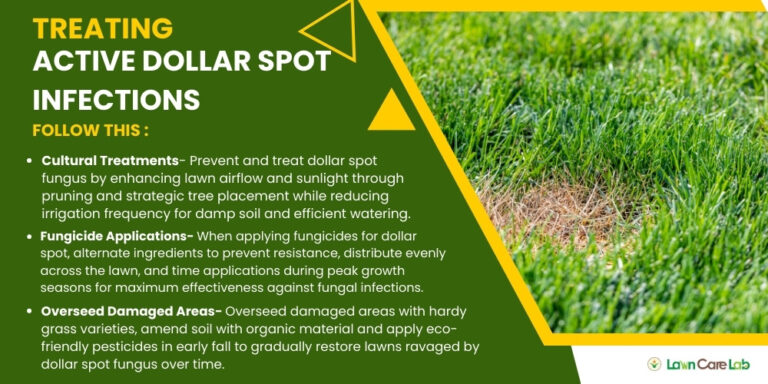Preventing and Treating Dollar Spot Fungus in Lawn - Lawn Care Lab