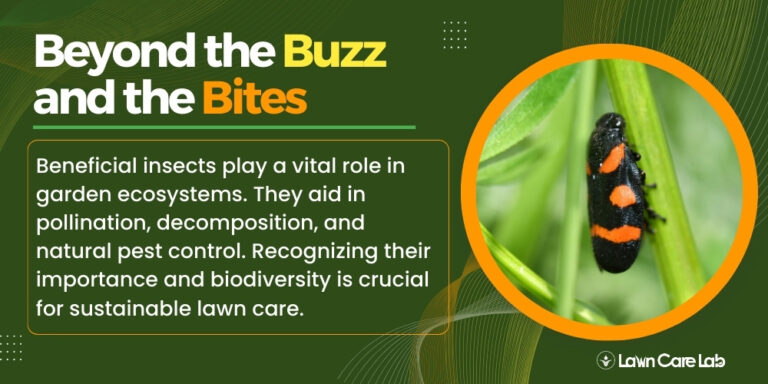 Bugs in the Backyard: Decoding the Insect Impact on Your Lawn - Lawn ...