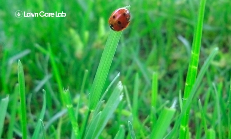 Bugs in the Backyard: Decoding the Insect Impact on Your Lawn - Lawn ...